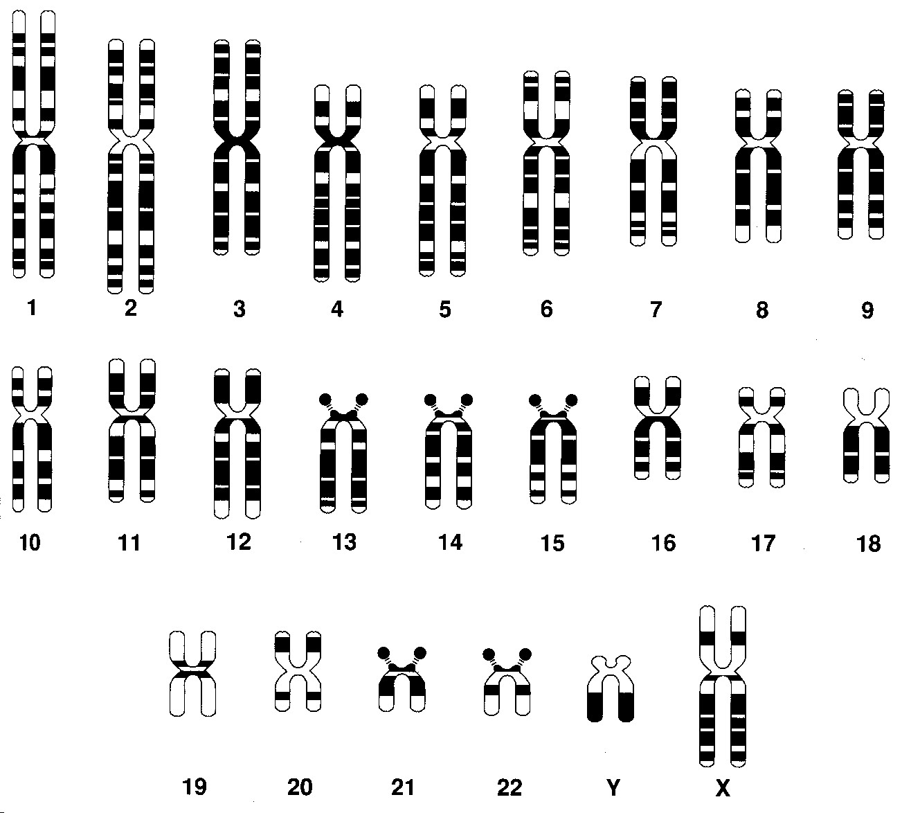 Trabajo de Biologia Laboratorio: Cromosomas (Estructura núcleo celular)