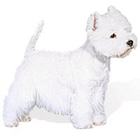 Peluqueria Canina y Cuidados de la Mascota: Westy Corte y Mantenimiento