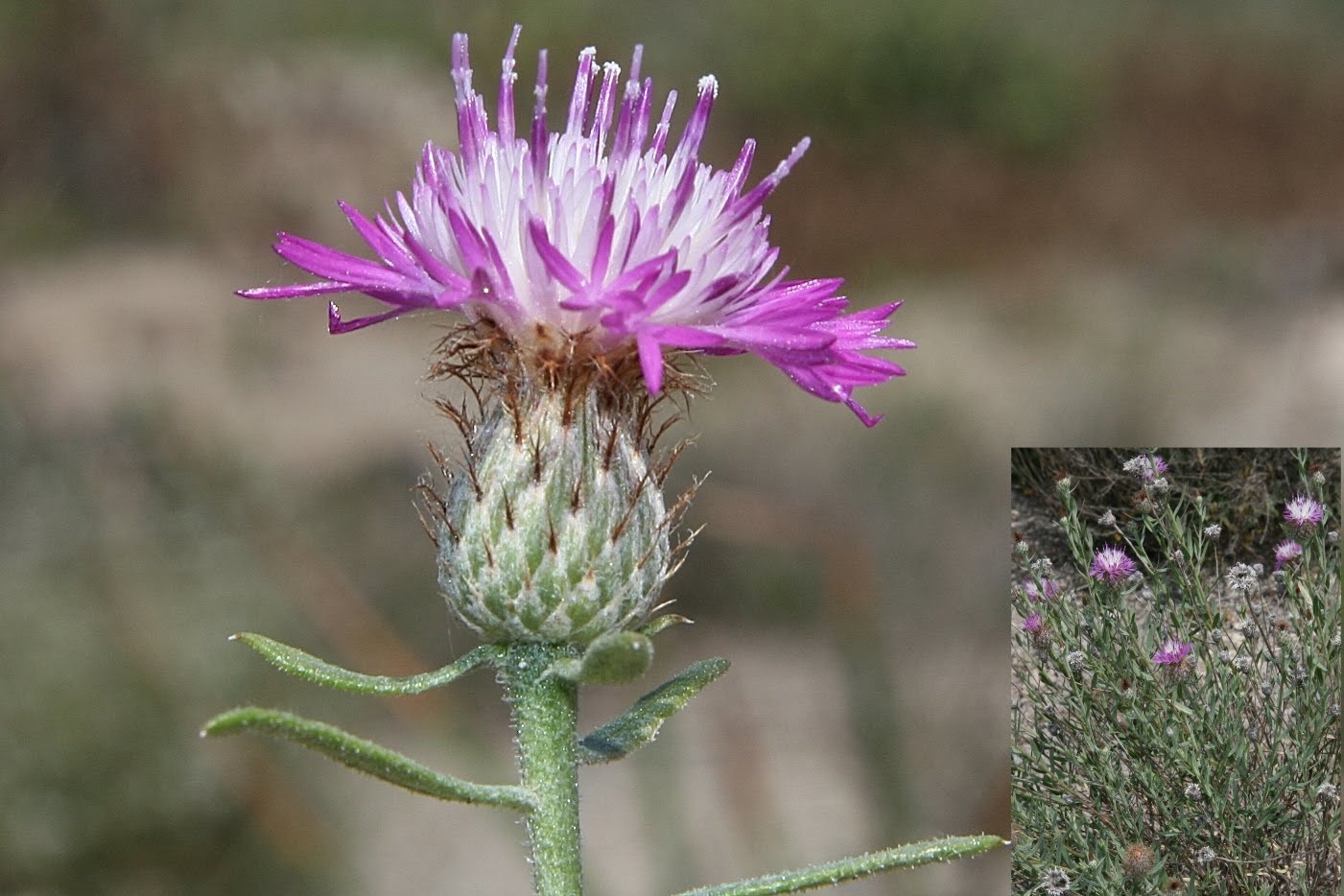 Flora vascular del sureste de Madrid: Centaurea hyssopifolia Vahl.