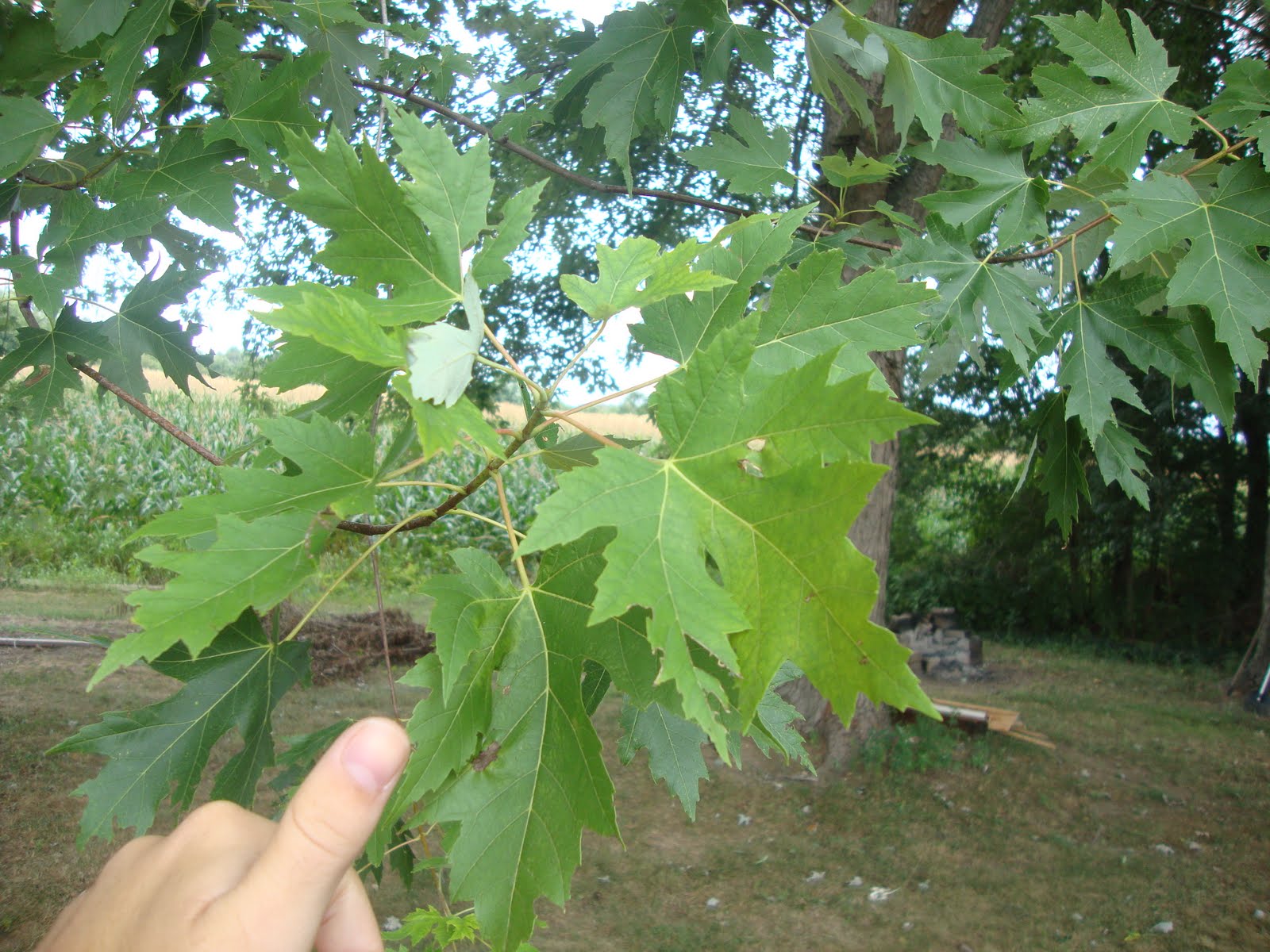 NBC AP Biology 10-11