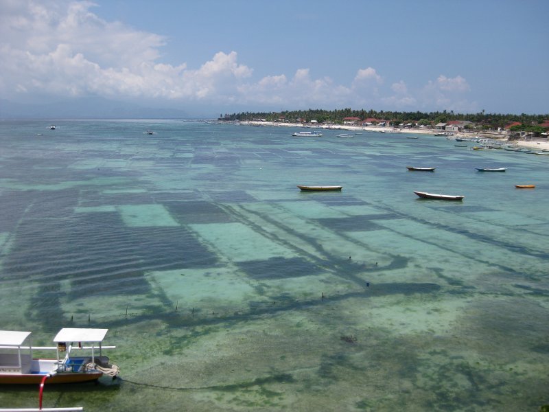 D'Genius Seaweed: Eucheuma cottonii & Eucheuma spinosum "Botany Photo ...