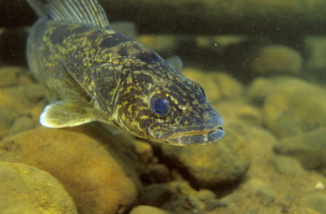 Engbretson Underwater Photography: Walleyes Underwater