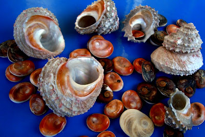 LA BOLSA AZUL: Moluscos Gasterópodos_Astraea rugosa_1