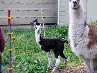 White Mountain Llamas: First Poop!