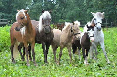 Marian's Animal Pictures: Miniature horse family picture July 2009