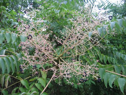 Princeton Nature Notes: Japanese Angelica Tree