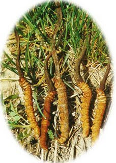 YARSHAGUMBA: YARSHAGUMBA