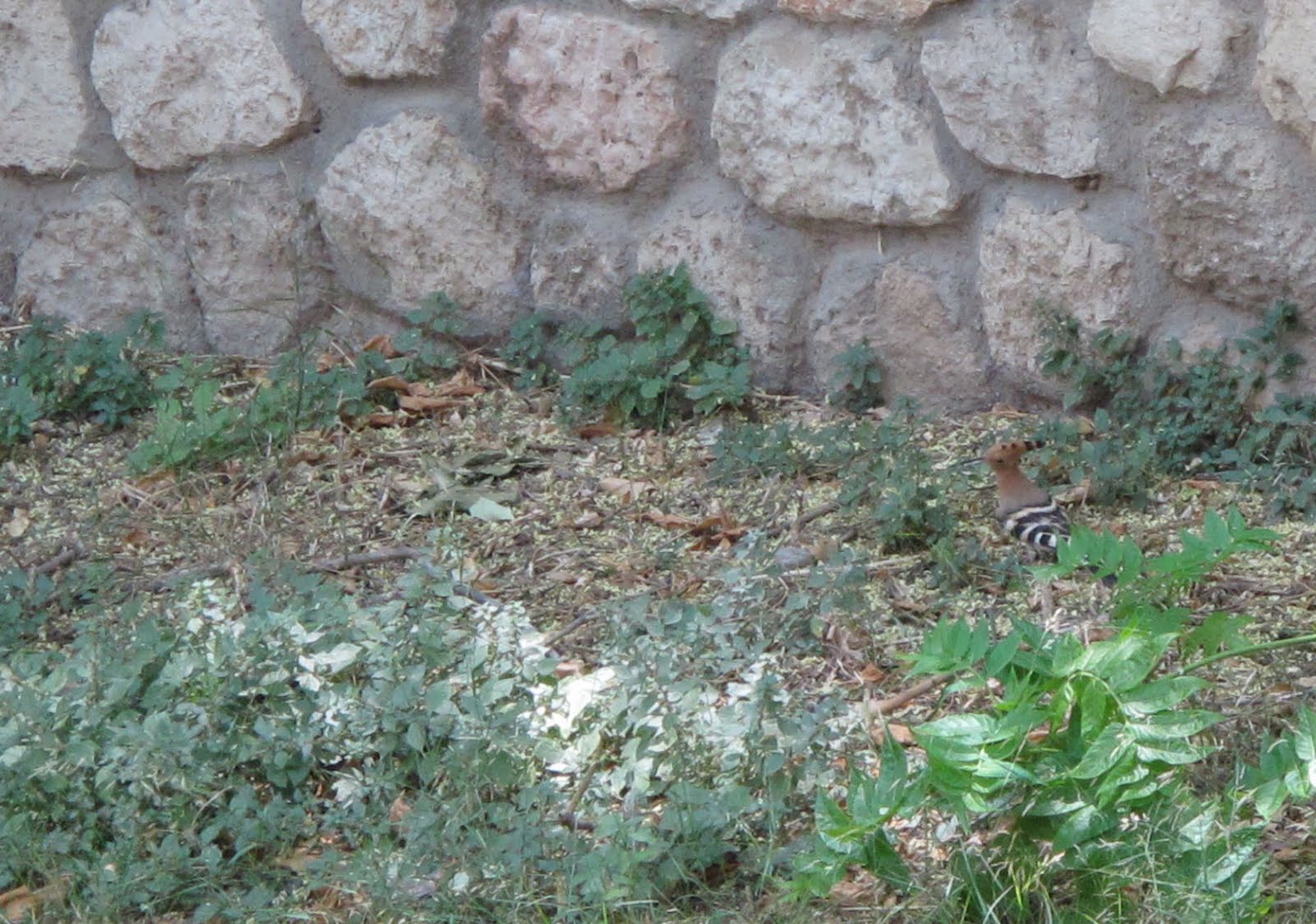 CLOPYPASTE: Ένας τσαλαπετεινός στην ...Αθήνα