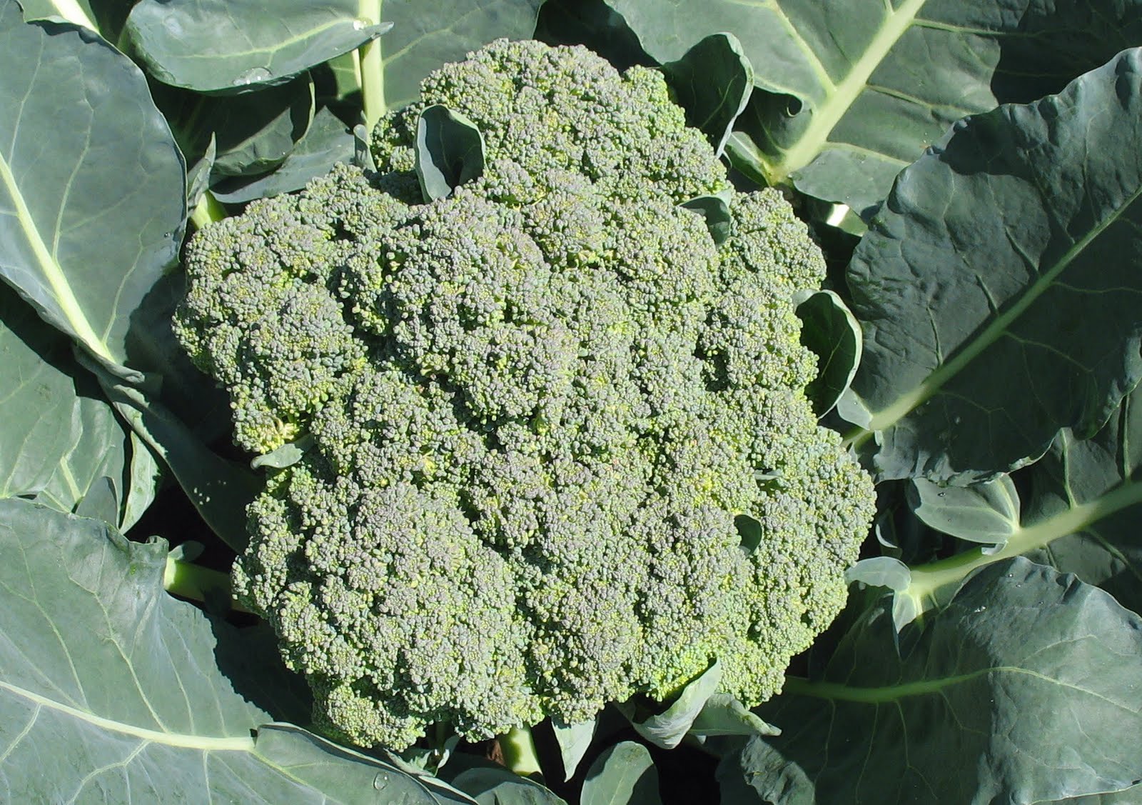 Larrys weed free vegetable garden: Broccoli and Carrots
