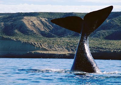 Avistaje de ballenas - La cola de ballena fuera del agua ...