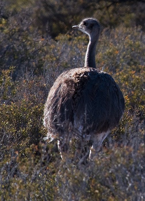 Choique Patagonian Simbol at Valdes peninsula