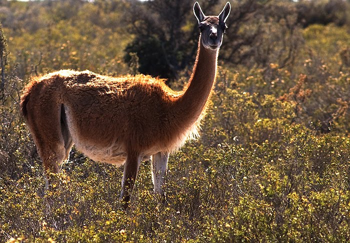 Guanaco in Valdes Peninsula and Patagonia
