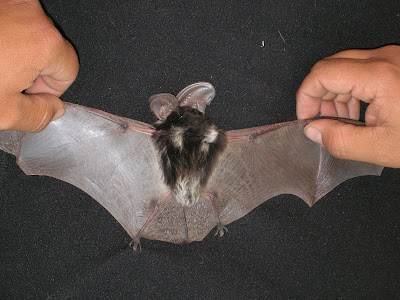 Merut's Roost: Bat of the Week: Spotted Bat