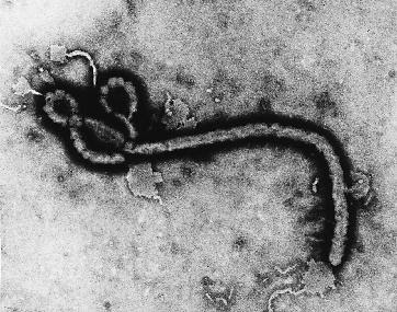 UP Ibalon Bicol: The Ebola-Reston virus scare in the Philippines
