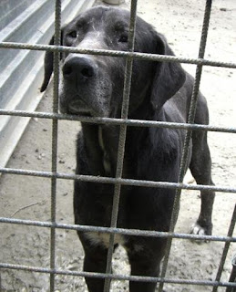 ADOTTA UN BULL!: GURU - incrocio alano maschio ad Arzago D'Adda ...