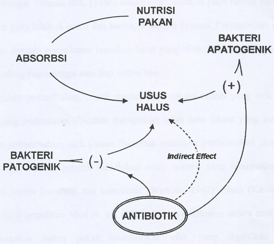 Abdul Alim Yamin: Penggunaan Antibiotik dalam Ransum Broiler