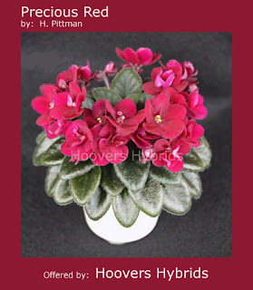 African Violet Growing Tips & Tricks from Hoovers Hybrids: The ...