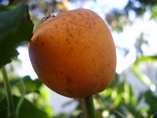 Um amador da Natureza - 2: O fruto da Rosa