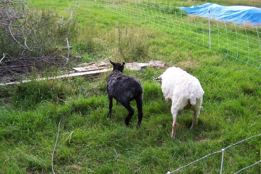 Dunn Creek Organic Farm PEI, Canada: Haying and Shearing - Posts From ...