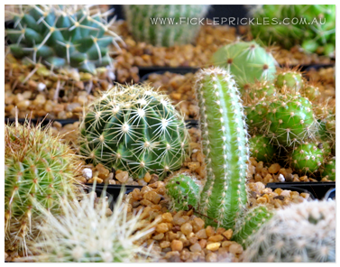 Fickle Prickles - Cacti & Succulents: Caring for Cacti
