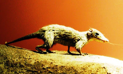 LA MIA PREISTORIA: MEGAZOSTRODON IL PIU ANTICO MAMMIFERO DAL QUALE E ...