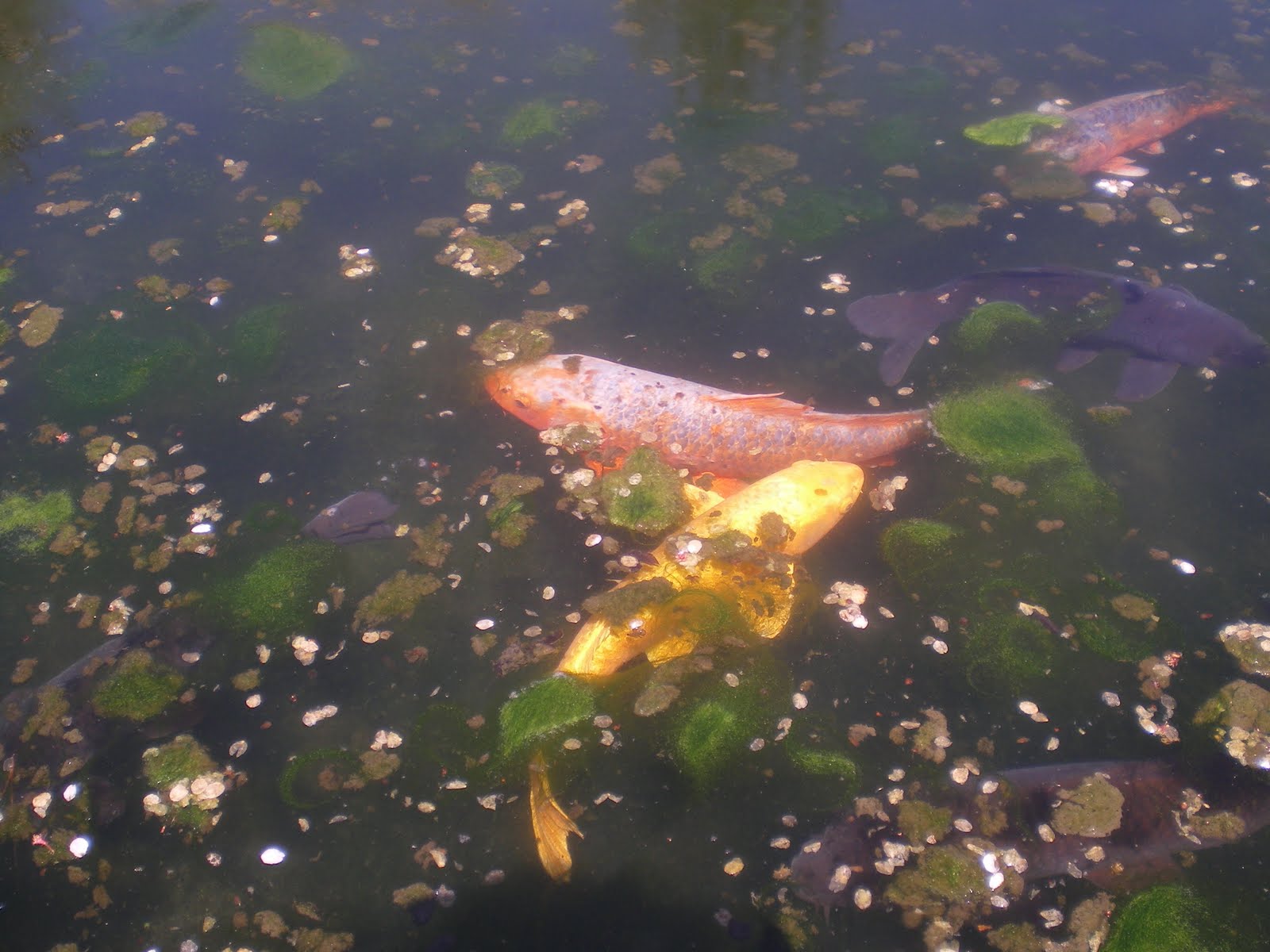 Slug Bottom: Matsumoto City
