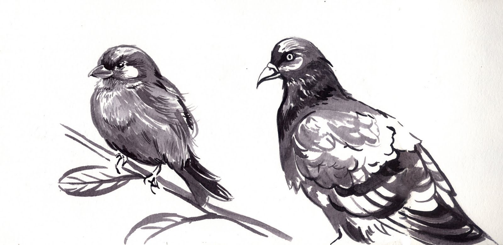 Dibujos de aves a lapiz - Imagui