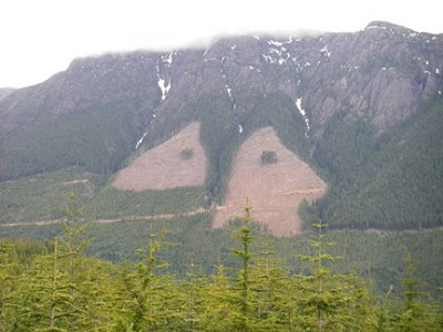 ISLAND LENS: ISLAND TIMBERLAND LOGS MOUNT ARROWSMITH ON VANCOUVER ISLAND