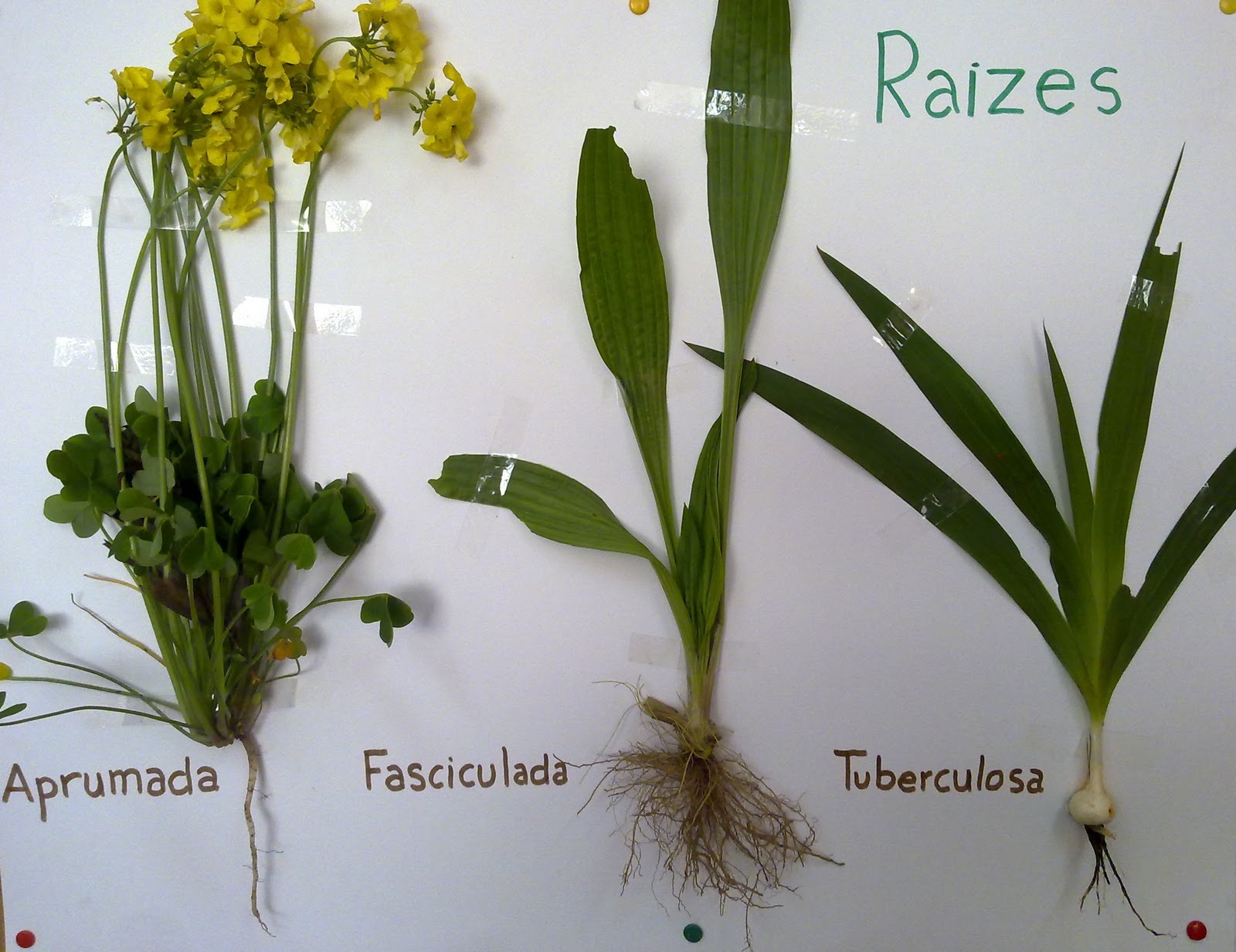 Ornitorrincos: As Plantas - Classificação das raízes