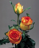 jill's-hydro-roses: Greenhouse Rose Production--Spectacular Ambience