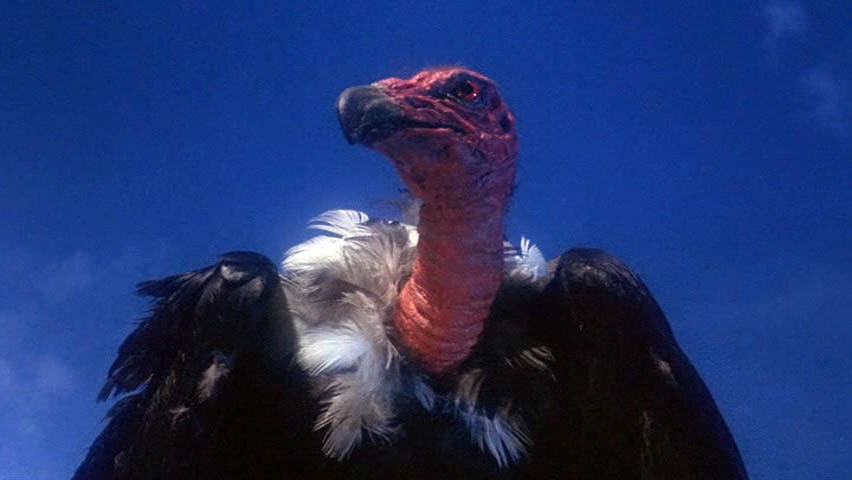 Aquarium of Vulcan: Vulture