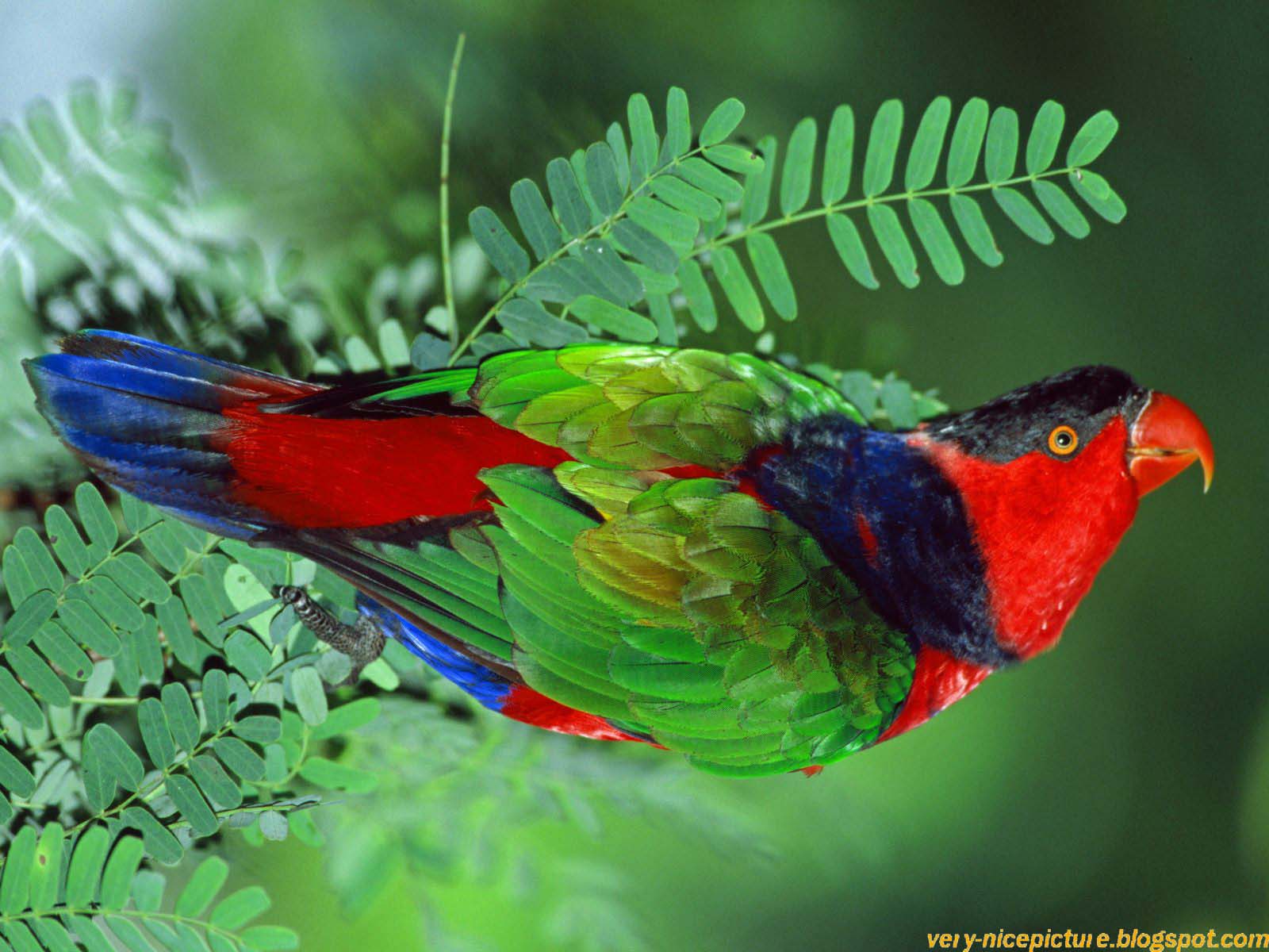 Nice Wallpapers, Beautiful Birds pictures, Natural Wallpapers | Nice ...