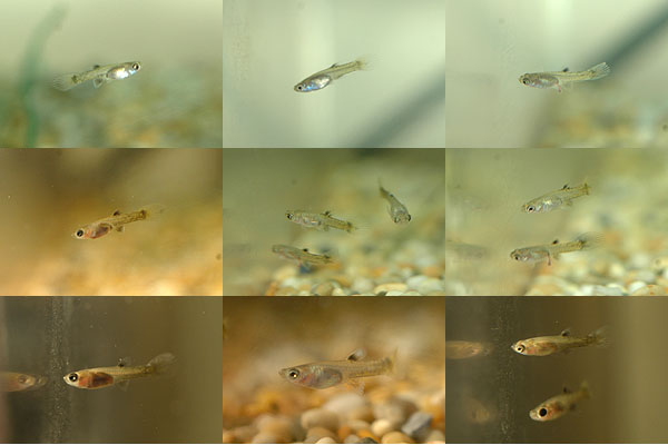 Reproducción Guppy - Poecilia Reticulata