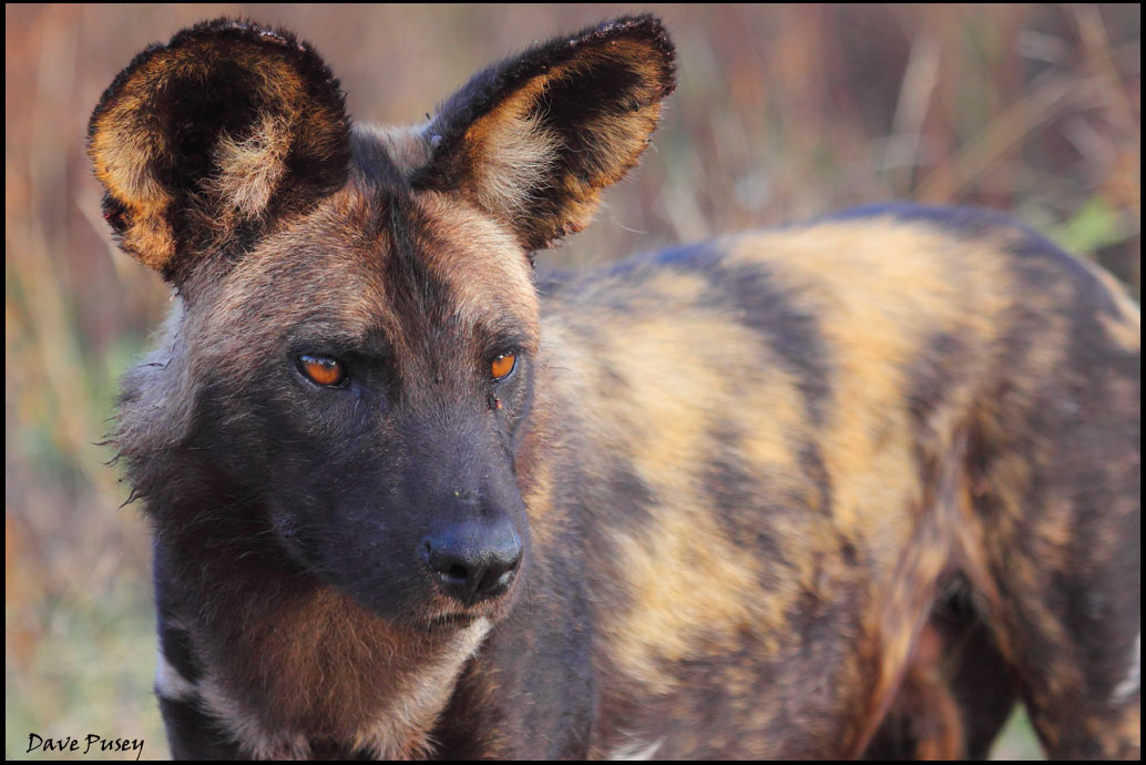 Dave Pusey Photography: Painted Wolves