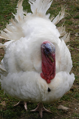 FABULO: DINDON BLANC ET BLANC DINDON