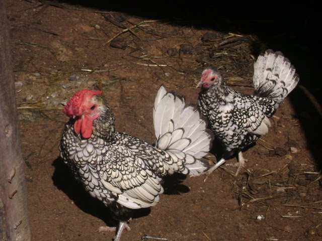 ~ Criando Pets ~: Garnizés