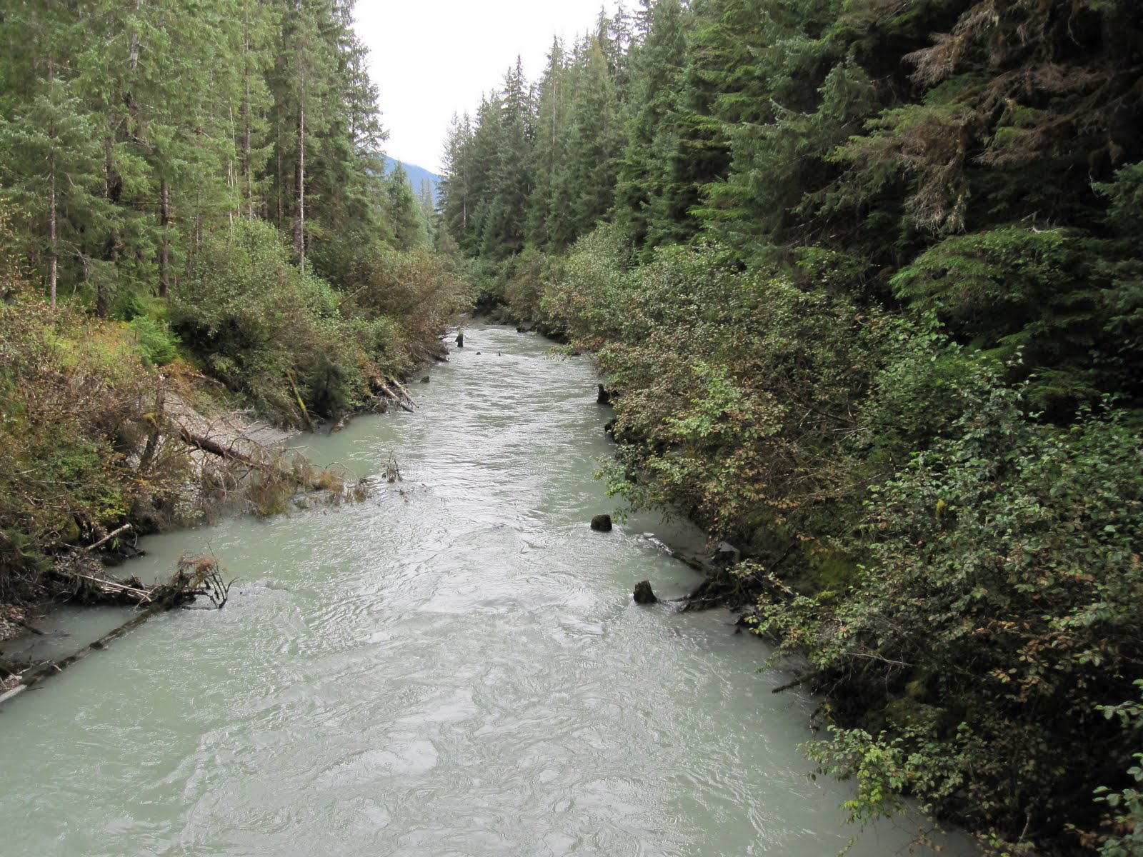 Running with Bears: Windfall to Montana Creek: Brown Bear Country