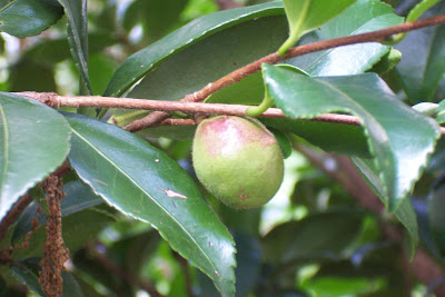 In the Garden: Camelia 'Apple' Seedpods