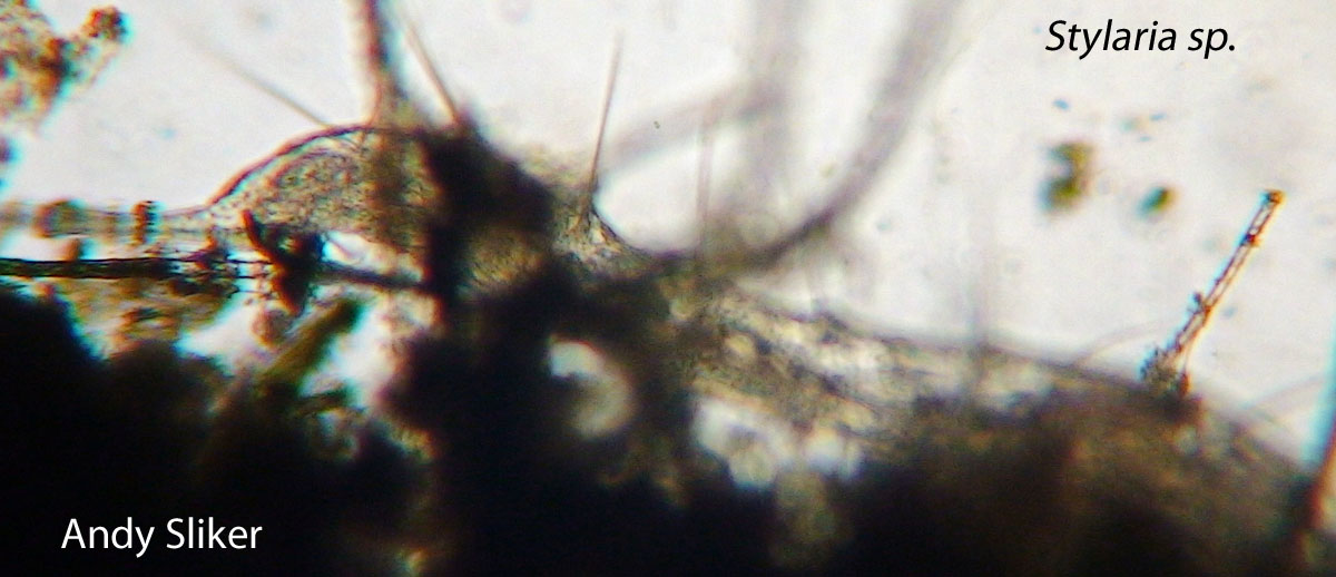 Botany 111 Term Project