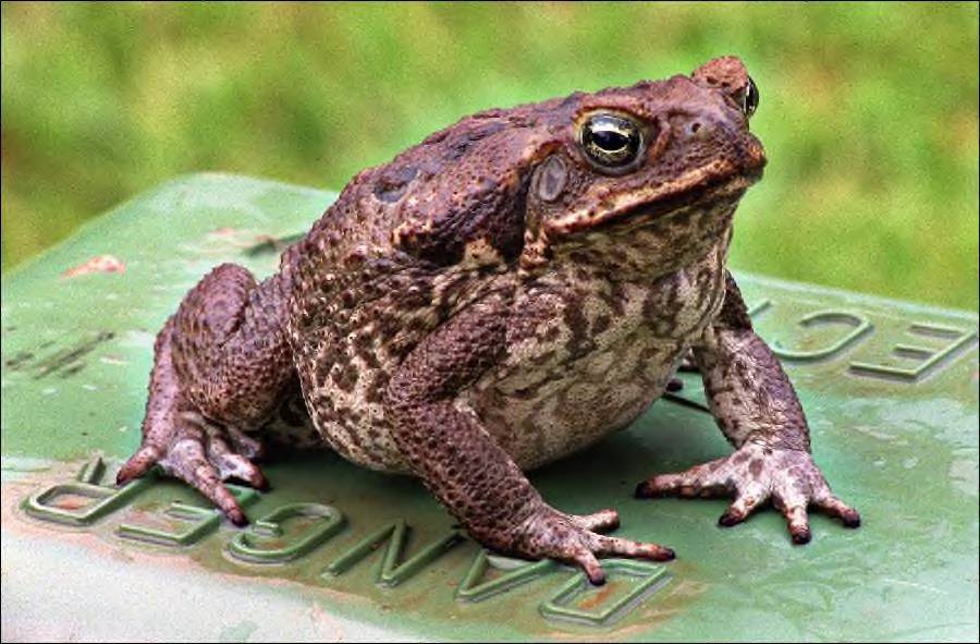 MSSPI Research Room: Strange Ghost Mythology & Folklore