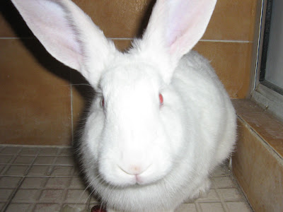 El rincón del poeta: Conejos de ojos rojos