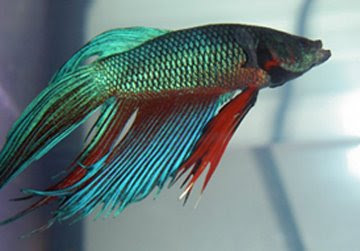 Bright Colored Betta Fish – Vibrant Healthy Bettas | Fish Care