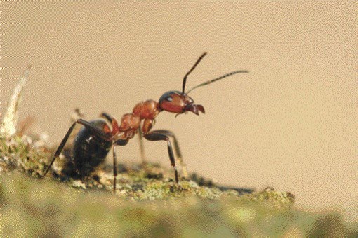 Loodusõppeprogramm "Mitmekesine Lasnamägi": Sipelgad