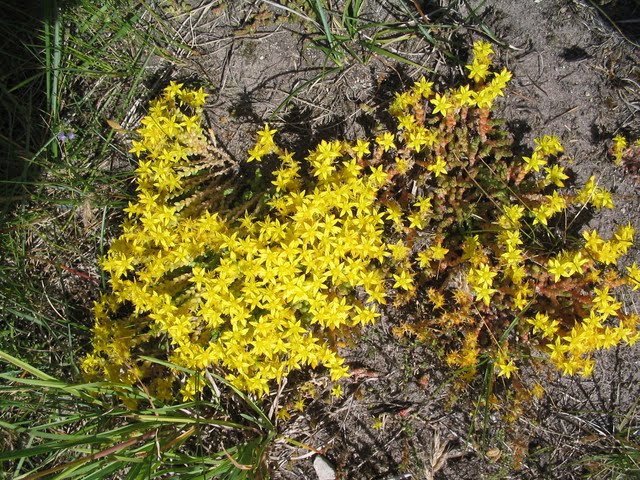 Loodusõppeprogramm "Mitmekesine Lasnamägi": Harilik kukehari