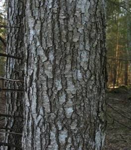 Loodusõppeprogramm "Mitmekesine Lasnamägi": Sanglepp