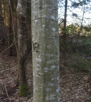 Loodusõppeprogramm "Mitmekesine Lasnamägi": Hall lepp