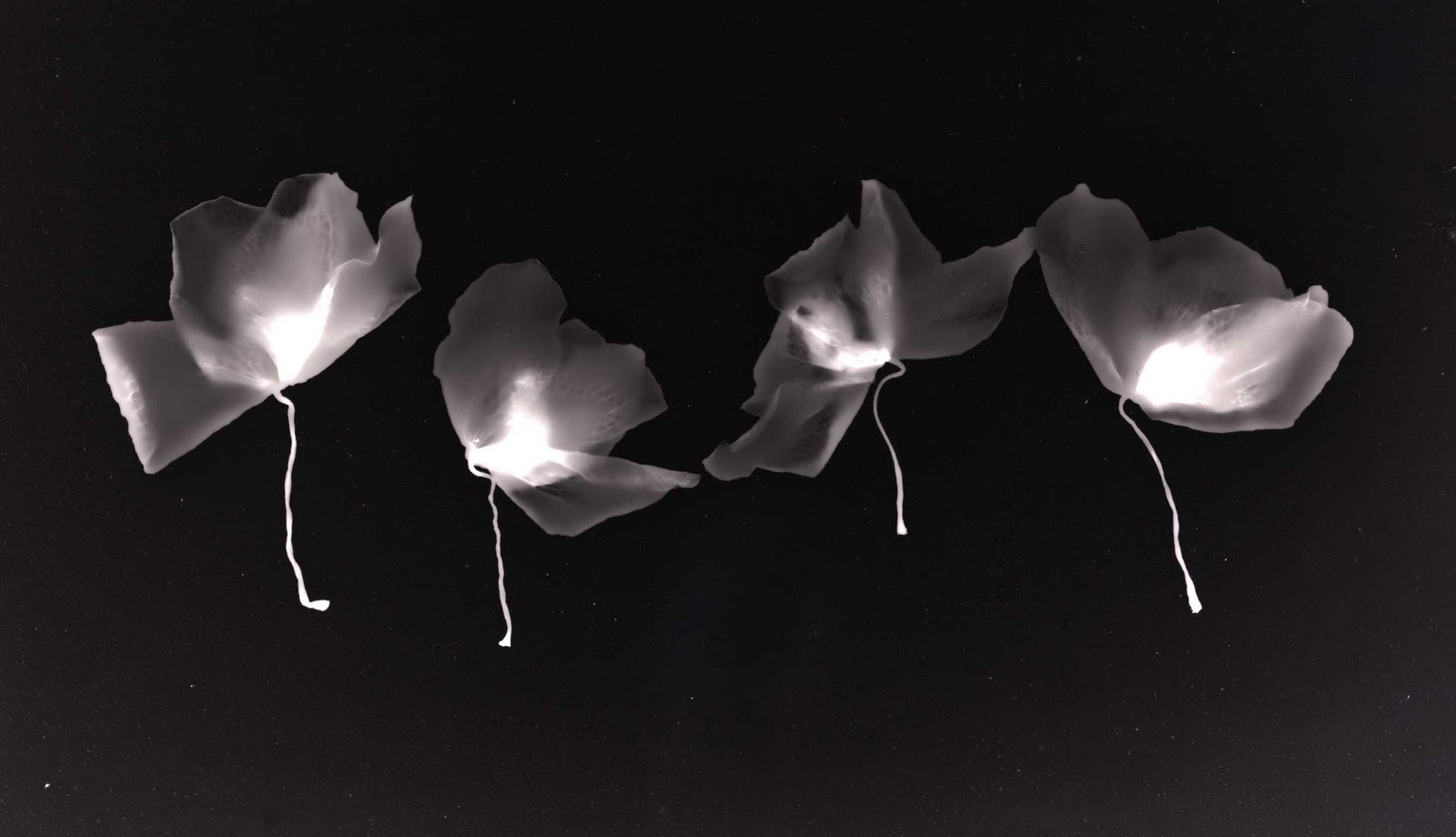 Photograms: Daniel's light and life drawings - April + Hien