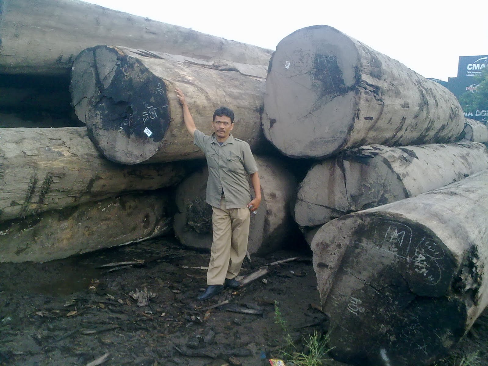 abequeachak: kayu merbau dan kayu lasi / jati sulawesi