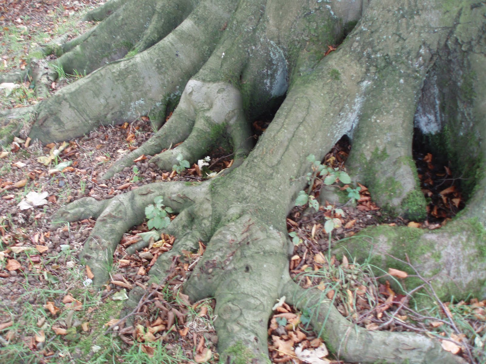 Beautiful World: 01/10/2010 - 01/11/2010