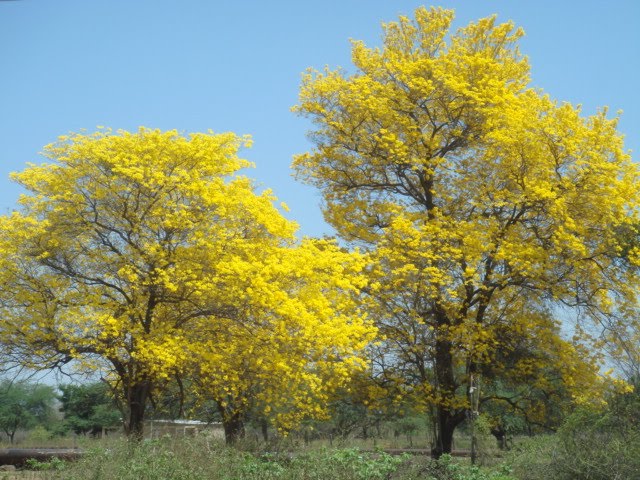 Imagenes del arbol araguaney - Imagui